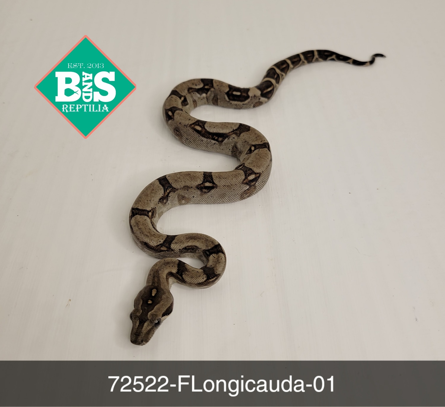 Female Longicauda Boa Peruvian Long-tailed Boa Constrictor by B and S ...