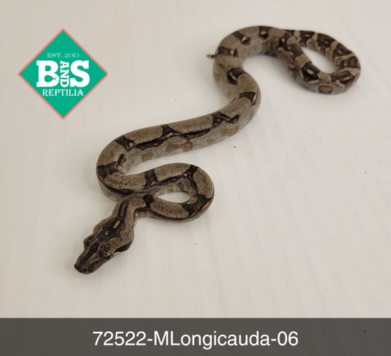 Male Longicauda Boa Peruvian Long-Tailed Boa Constrictor by B and S ...