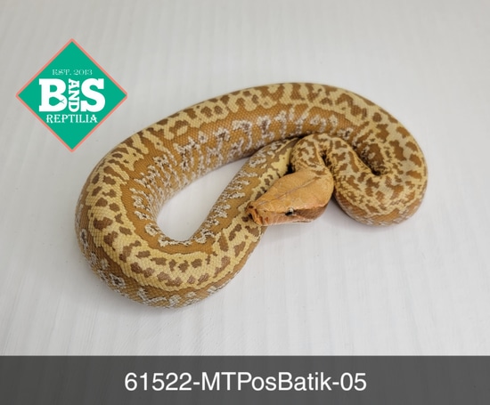 Male T-Positive Batik Blood Python by B and S Reptilia