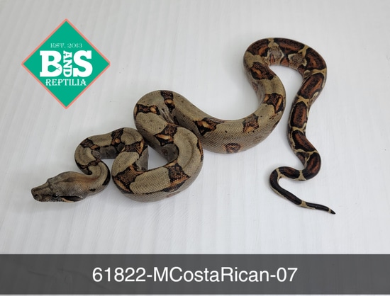 Male Costa Rican Boa Boa Constrictor by B and S Reptilia
