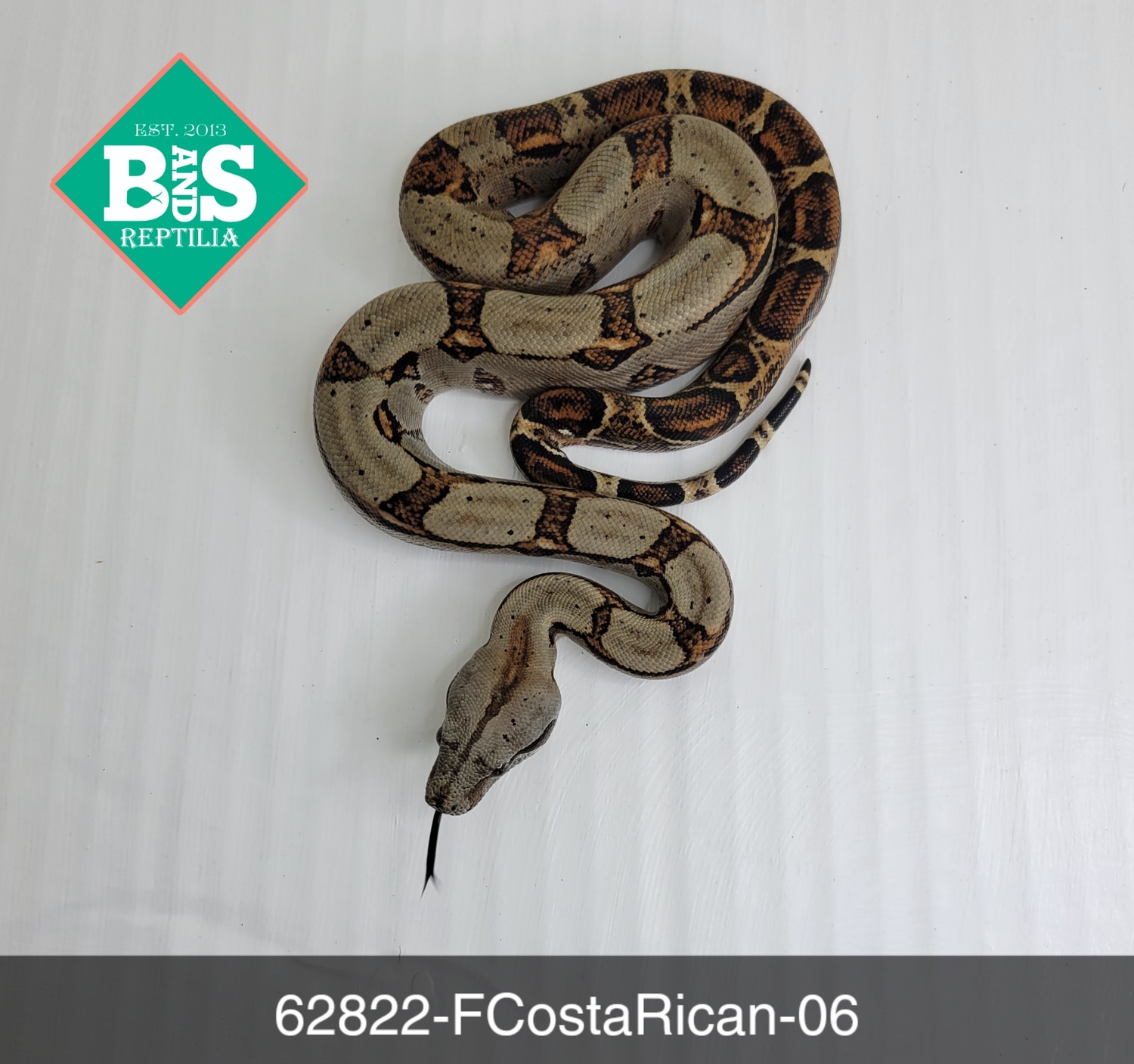 Female Costa Rican Boa Boa Constrictor by B and S Reptilia - MorphMarket
