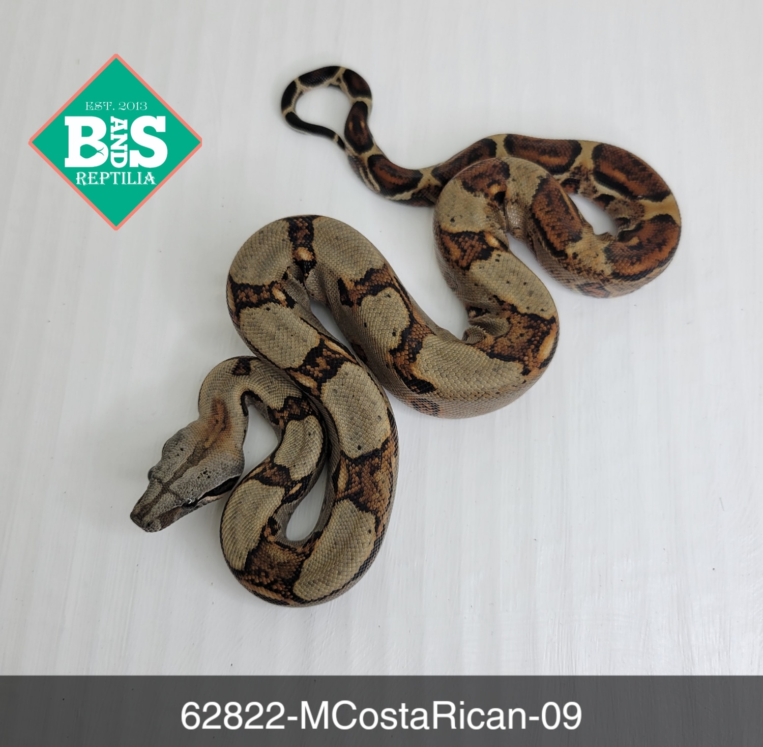 Male Costa Rican Boa Boa Constrictor by B and S Reptilia - MorphMarket