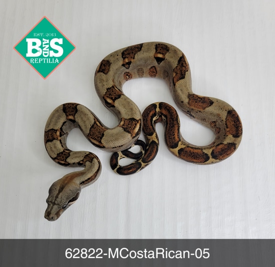 Male Costa Rican Boa Boa Constrictor by B and S Reptilia