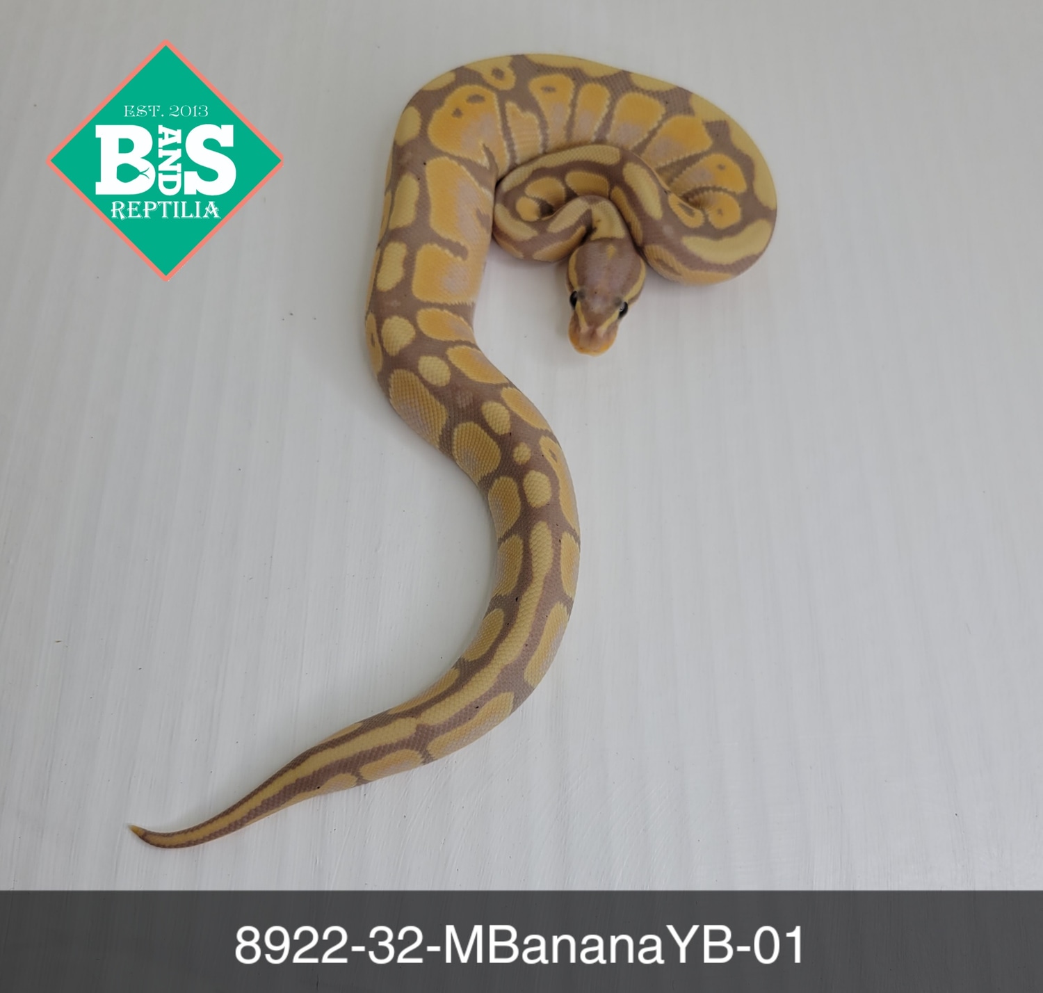 Male Banana Yellow Belly Ball Python by B and S Reptilia - MorphMarket