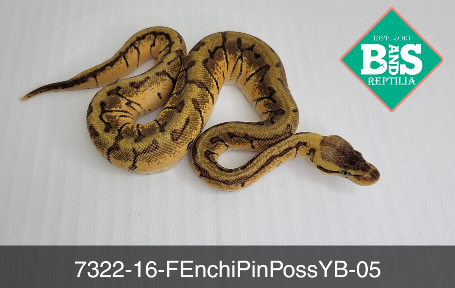 Female Enchi Pinstripe Poss.Yellow Belly Ball Python by B and S ...