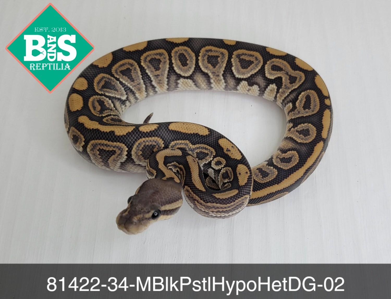 Male Black Pastel Hypo Het DG Ball Python by B and S Reptilia - MorphMarket