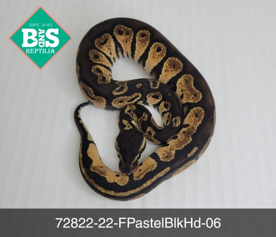 Female Pastel Black Head Ball Python by B and S Reptilia