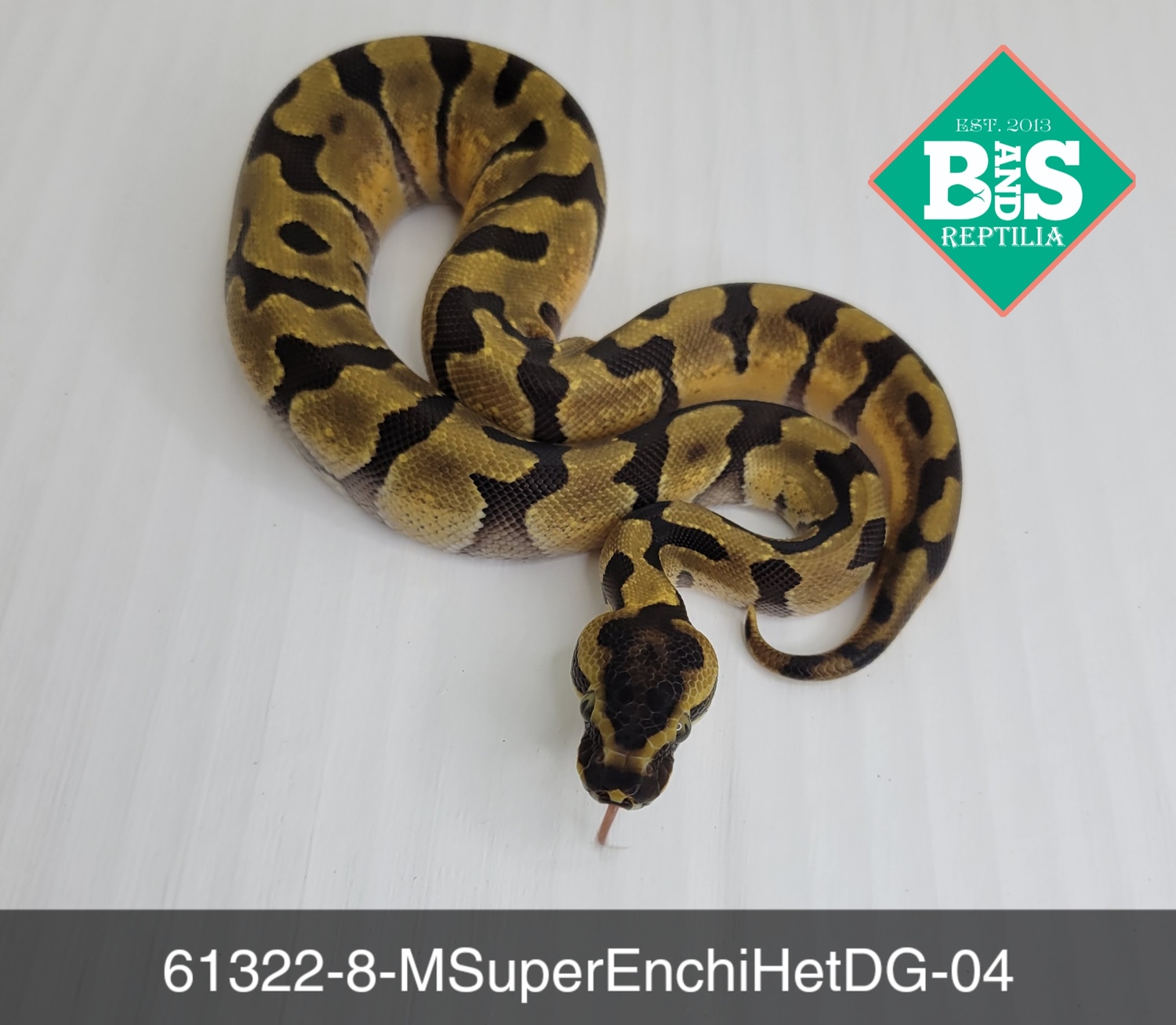 Male Super Enchi Het DG Ball Python by B and S Reptilia - MorphMarket