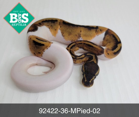 Male Pied Ball Python by B and S Reptilia