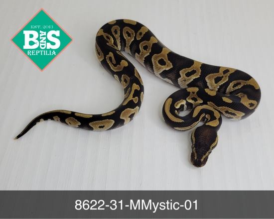 Male Mystic Ball Python by B and S Reptilia