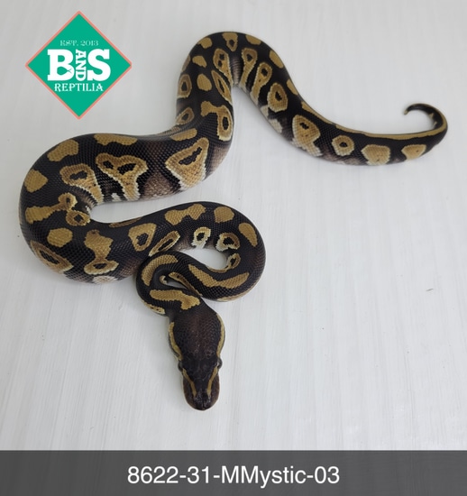 Male Mystic Ball Python by B and S Reptilia