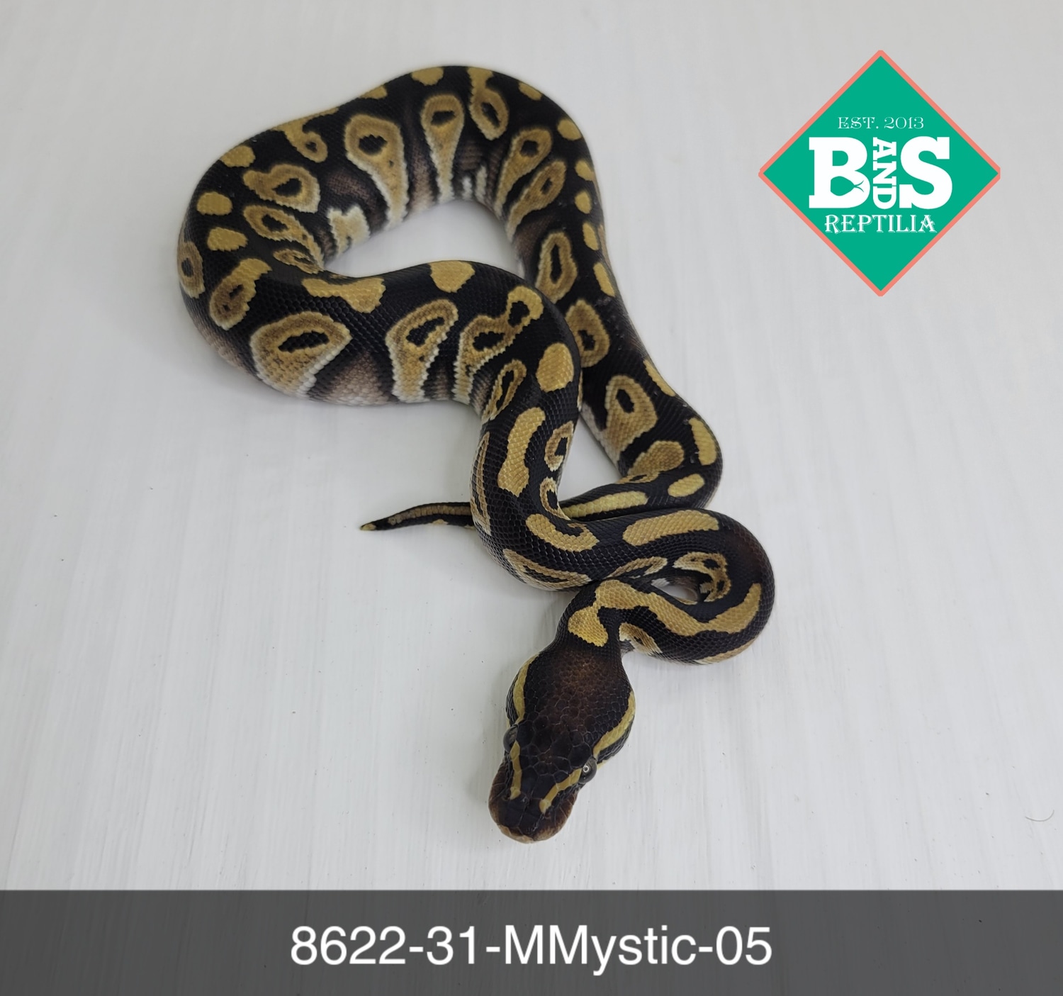 Male Mystic Ball Python by B and S Reptilia - MorphMarket