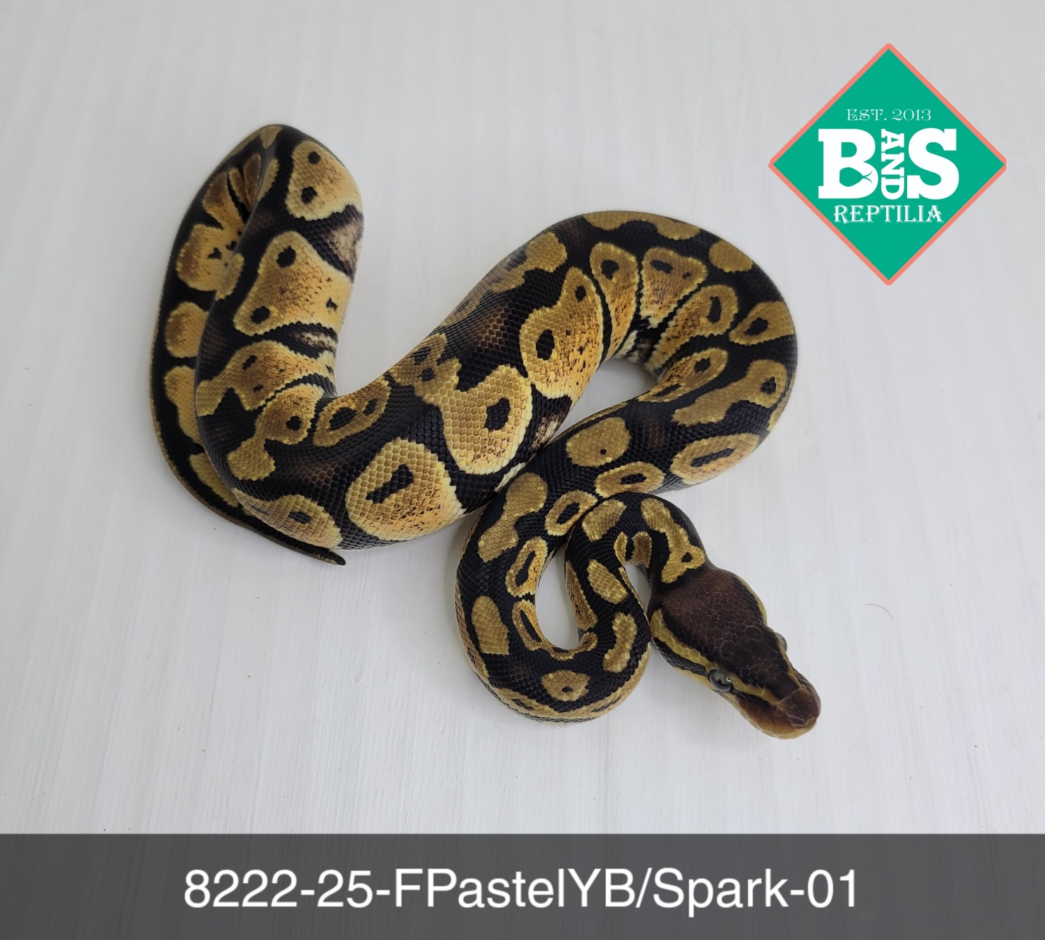 Female Pastel YellowBelly/Spark Ball Python by B and S Reptilia ...