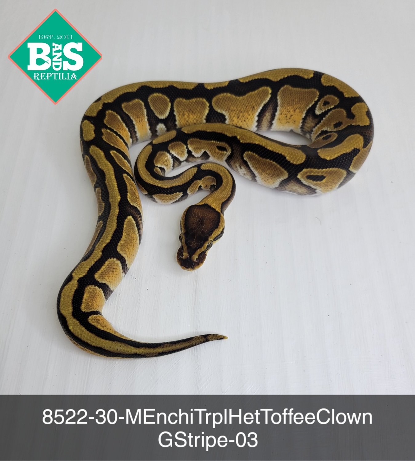 Male Enchi Triple Het Toffee Clown Gstripe Ball Python by B and S ...