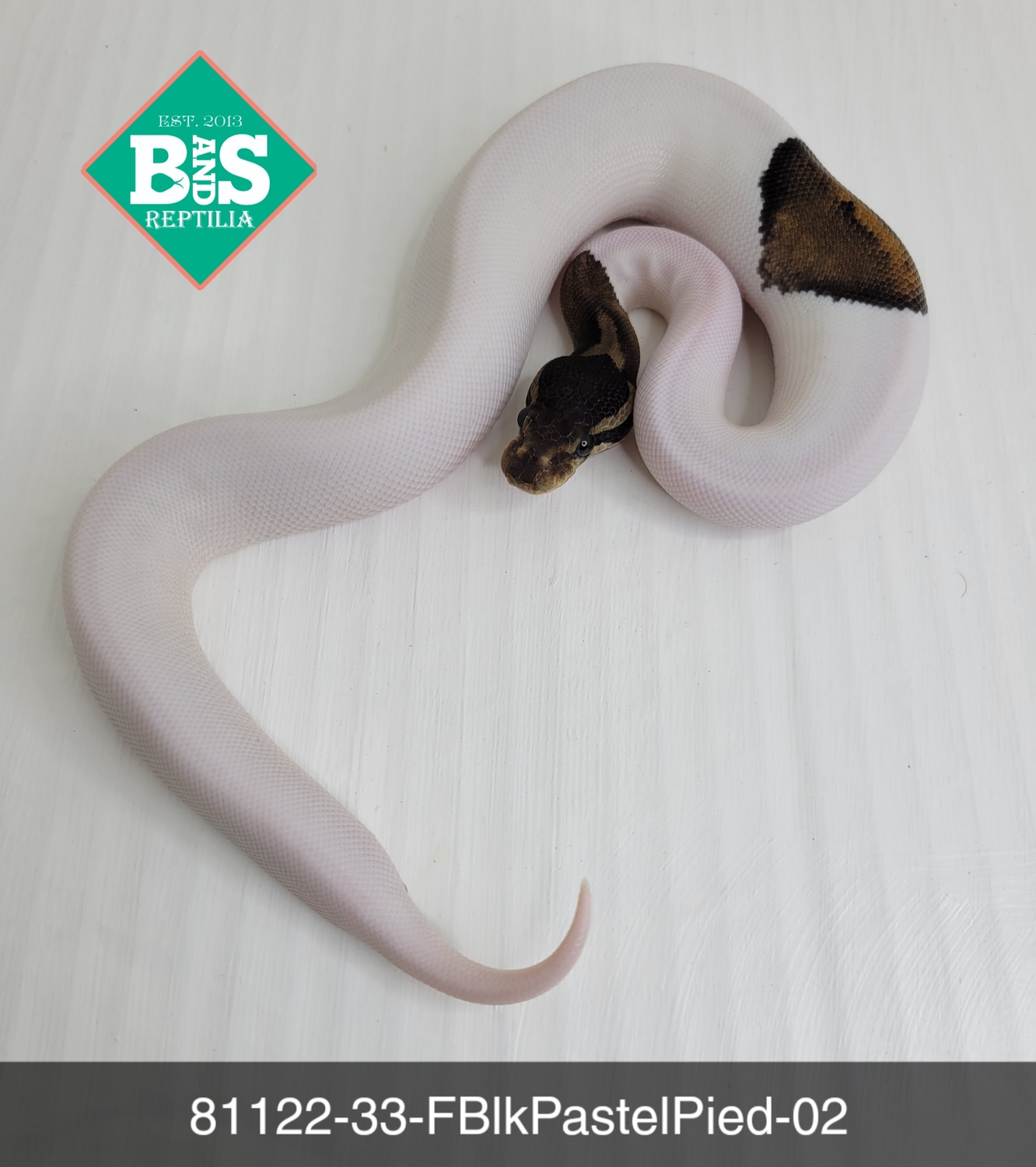 Female Black Pastel Pied Ball Python by B and S Reptilia - MorphMarket
