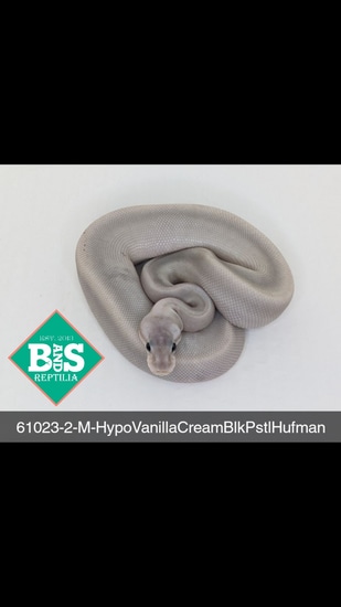 Male Hypo Vanilla Scream Blk Pstl Huffman Pos Lesser Ball Python by B and S Reptilia