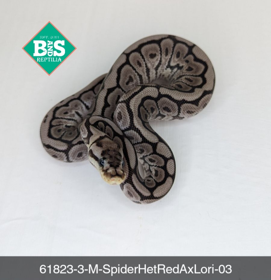 Male Spider Het Red Axanthic Lori Ball Python by B and S Reptilia ...