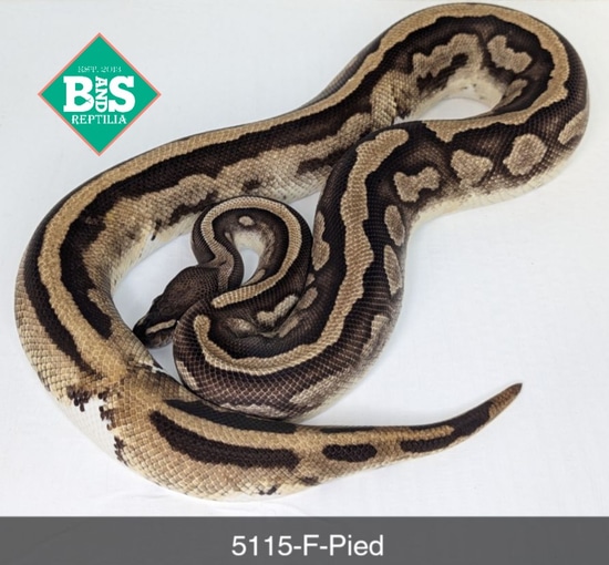 Pied Ball Python by B and S Reptilia