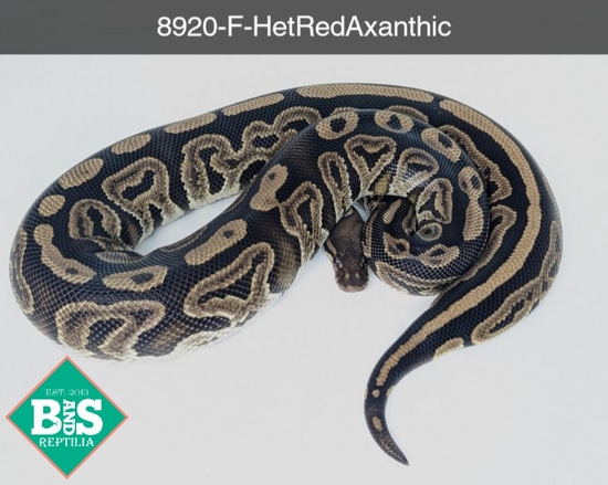 Het Red Axanthic Ball Python by B and S Reptilia