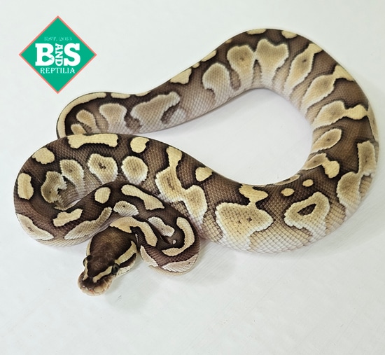 Vanilla Lesser Het Clown Ball Python by B and S Reptilia