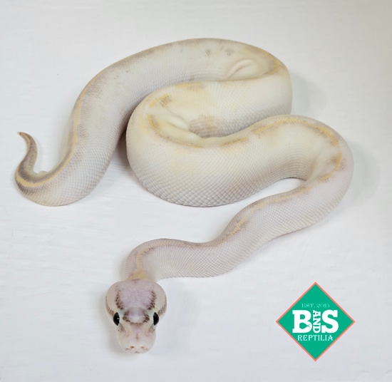 Pastel Ivory Ball Python by B and S Reptilia