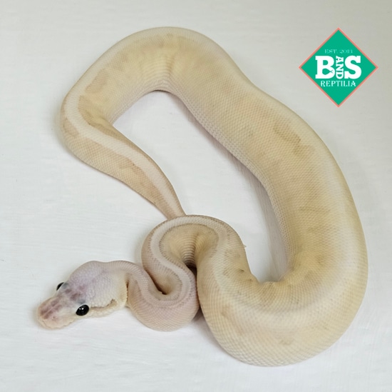 Super Pastel Fire Lace Mojave Pinstripe Poss YB Ball Python by B and S ...