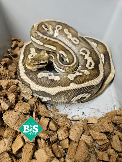Leopard Mojave Pastel Proven Breeder Ball Python by B and S Reptilia