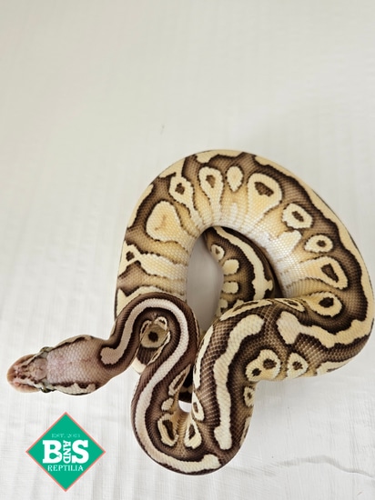 Pastel Vanilla Lesser Dbl Het Clown/hypo Ball Python by B and S Reptilia
