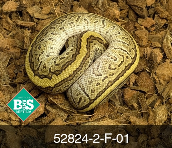 Cypress Pinstripe Ball Python by B and S Reptilia
