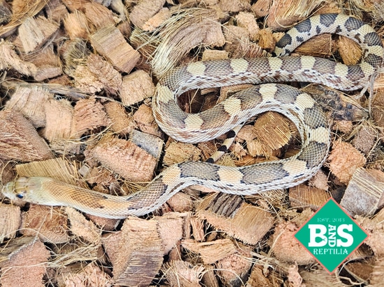 Male Northern Mexican Pine Pine Snake by B and S Reptilia