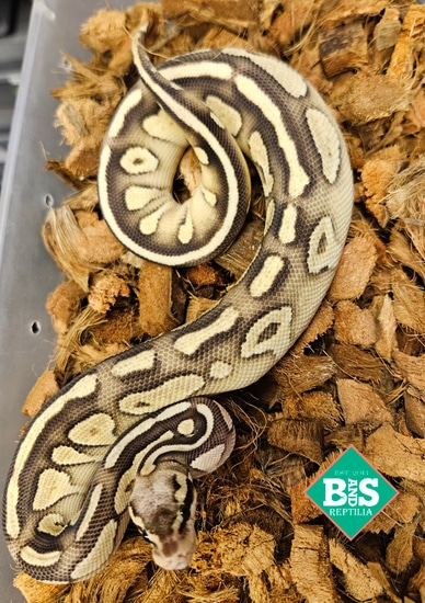 Pastel Lesser Yellow Belly Het Hypo Ball Python by B and S Reptilia