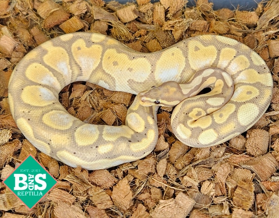 Banana Calico Ball Python by B and S Reptilia