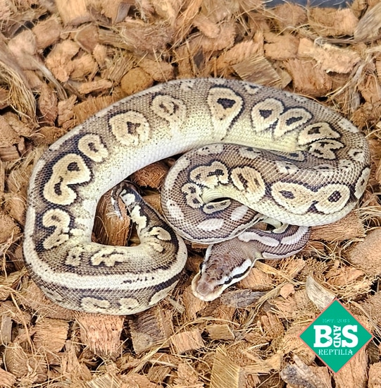 Black Pewter Het GS,clown, Toffee Ball Python by B and S Reptilia