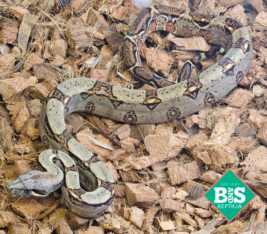 San Isidro Locale Costa Rican Boa More Boa by B and S Reptilia
