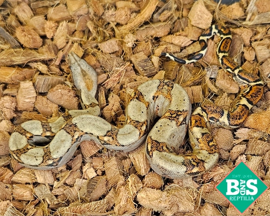 San Isidro Locale Costa Rican Boa More Boa by B and S Reptilia