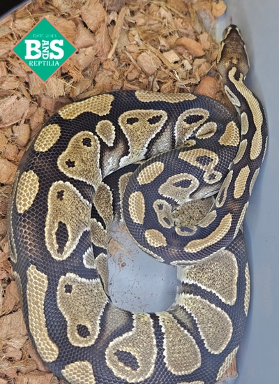 Het Genetic Stripe Ball Python by B and S Reptilia