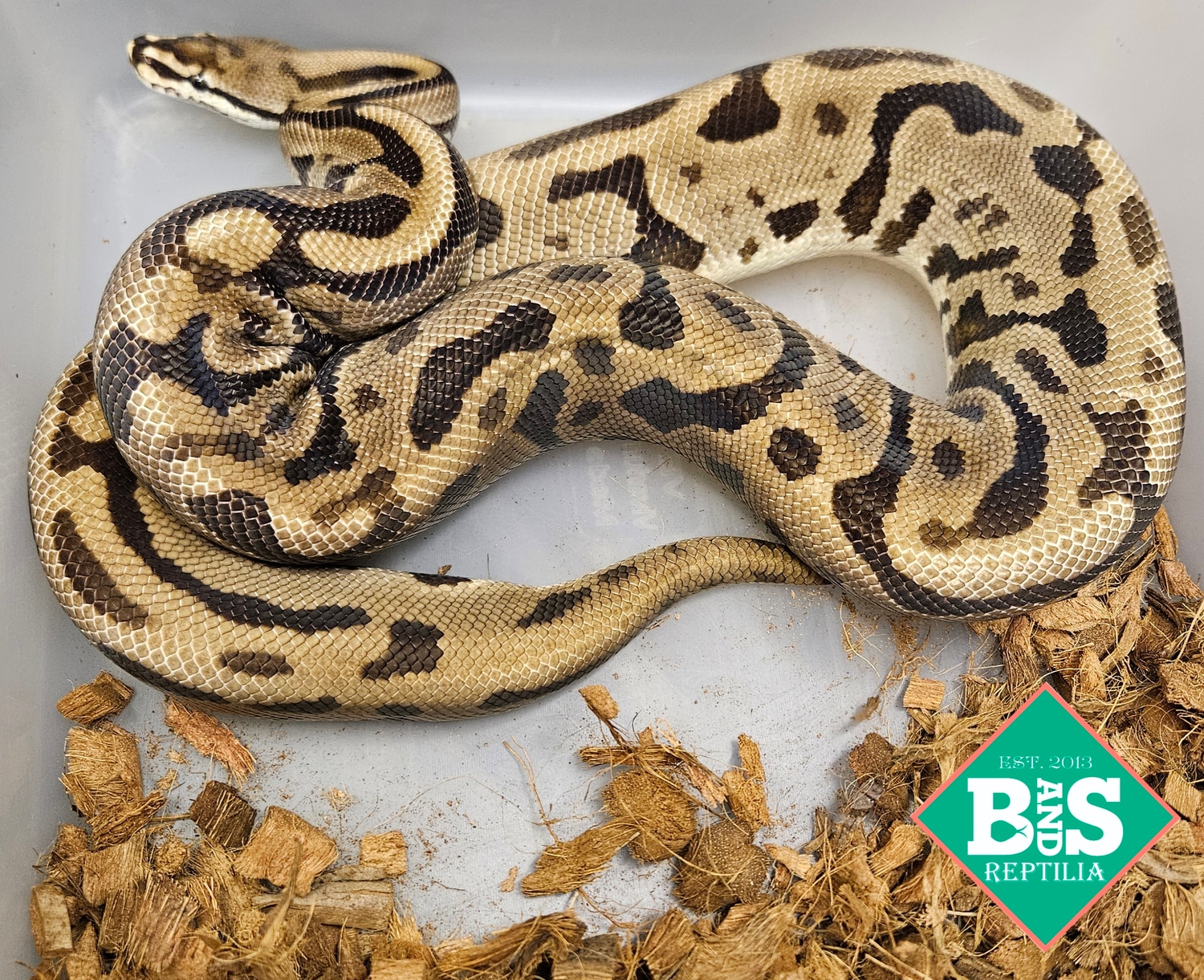 Leopard Spotnose Het Ultramel