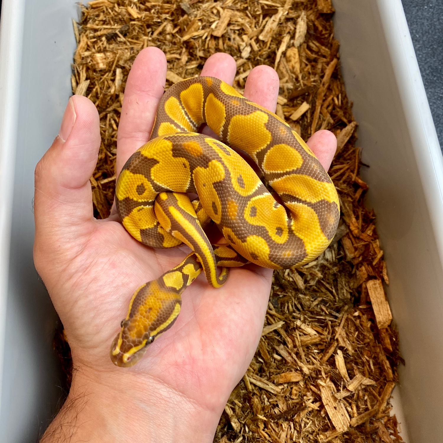 Orange Dream Ultramel Ball Python by Bane of my Exotics - MorphMarket