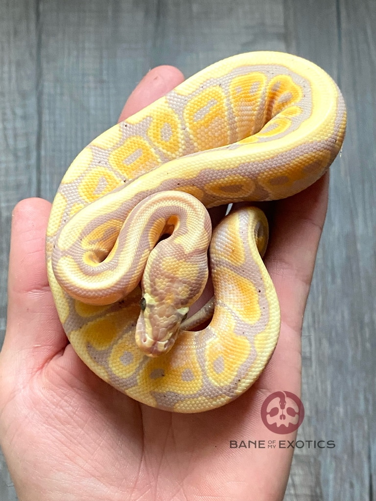 Banana Spotnose Pos Het Ghost Ball Python by Bane of my Exotics ...