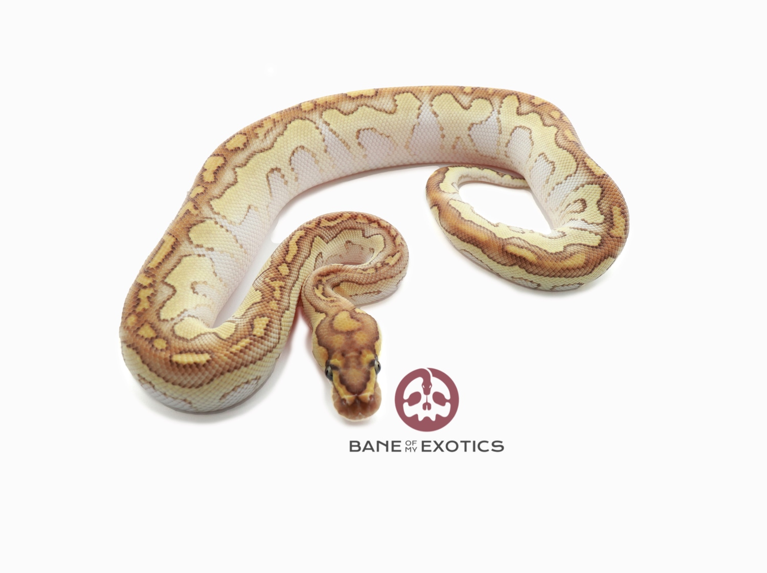 Lesser Clown Ball Python by Bane of my Exotics - MorphMarket