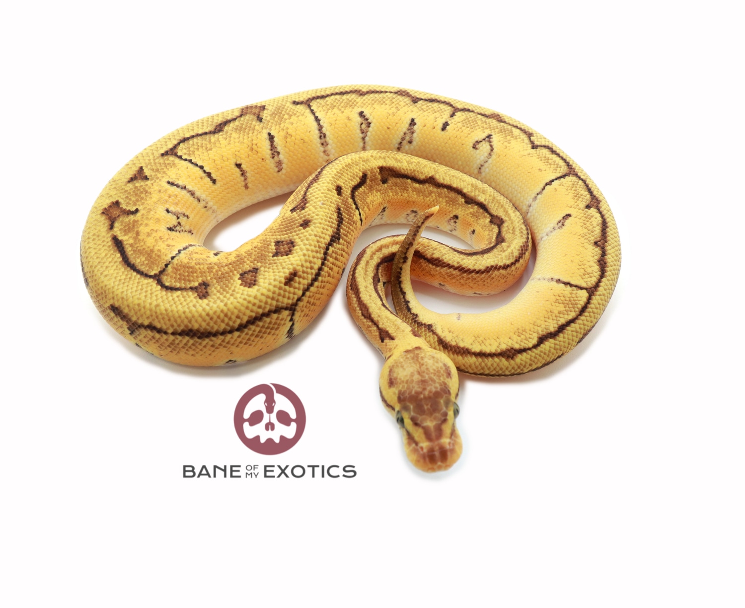 Lemonblast Enchi OD Dh Desert Ghost Clown Ball Python by Bane of my ...