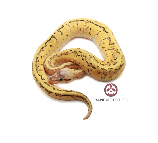 Lemonblast Fire Dh Desert Ghost Clown Ball Python by Bane of my Exotics