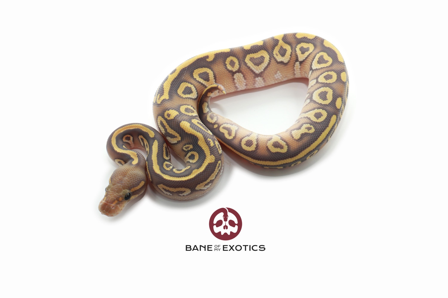 Mojave Yellow Belly Pos Trick Hypo Het Desert Ghost Ball Python by Bane ...