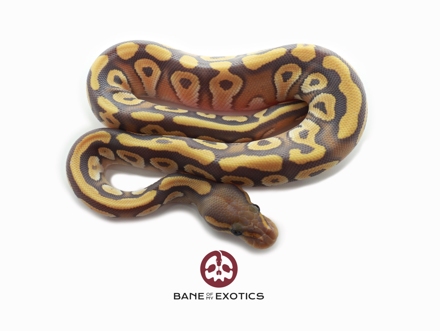 Mojave YellowBelly Hypo Het Desert Ghost Ball Python by Bane of my Exotics - MorphMarket