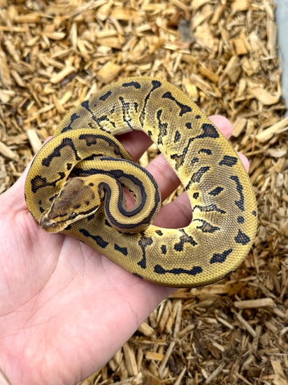 Leopard Pinstripe Dh Desert Ghost Clown Ball Python by Bane of my Exotics