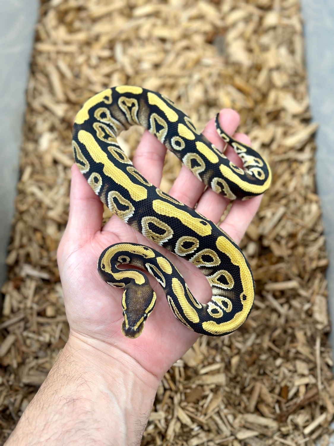 Mystic Dh Albino Clown Ball Python by Bane of my Exotics - MorphMarket