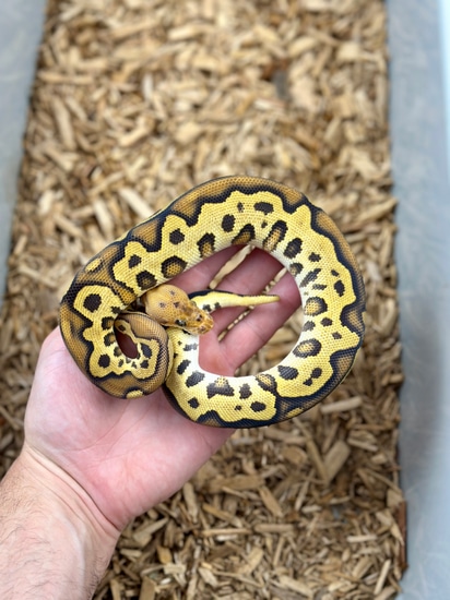 Cypress Leopard Fire Clown Ball Python by Bane of my Exotics