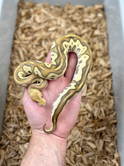 Cypress Mojave Leopard Clown Ball Python by Bane of my Exotics