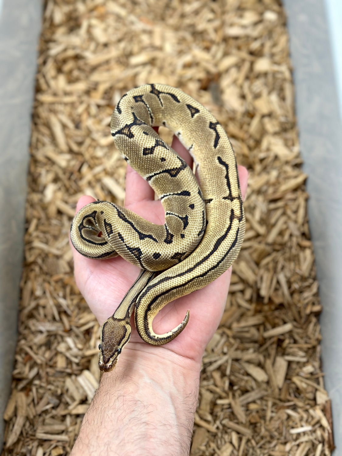 Orange Dream Pinstripe 100% Het Desert Ghost Ball Python by Bane of my ...