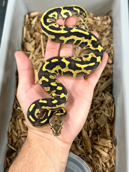 Cypress Leopard Mystic 💯 Het Clown Ball Python by Bane of my Exotics